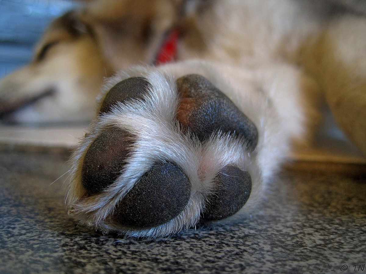 Ferita Al Cuscinetto Nel Cane Come Curare Le Lesioni Ai Polpastrelli Ferita Al Cuscinetto Nel Cane Come Curare Le Lesioni Ai Polpastrelli
