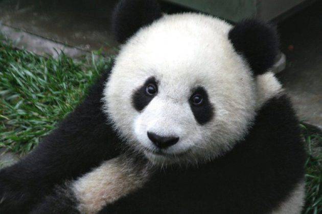 Panda: cosa mangia, dove vive, caratteristiche e curiosità
