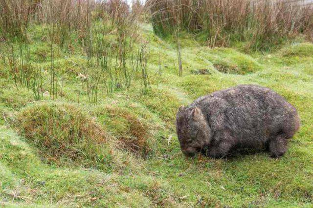 Vombato (Wombat): cuccioli, quanto vive, habitat, curiosità