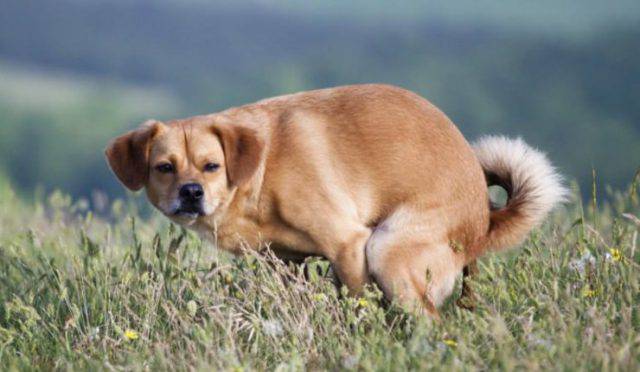 Raccogliere la cacca del cane: come farlo in modo corretto e sicuro