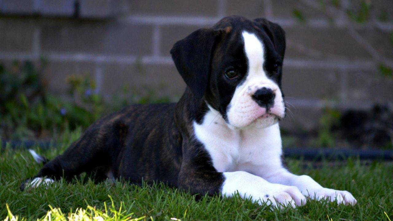 Boxer: caratteristiche, cure, consigli, salute, carattere, prezzo, cuccioli