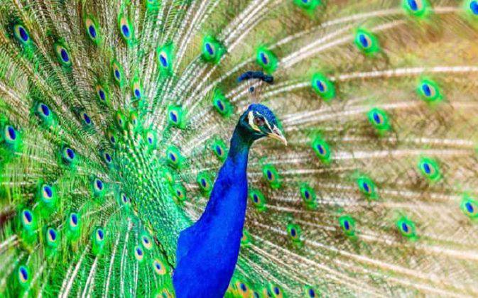 Animali di colore blu: caratteristiche e curiosità dei più strani