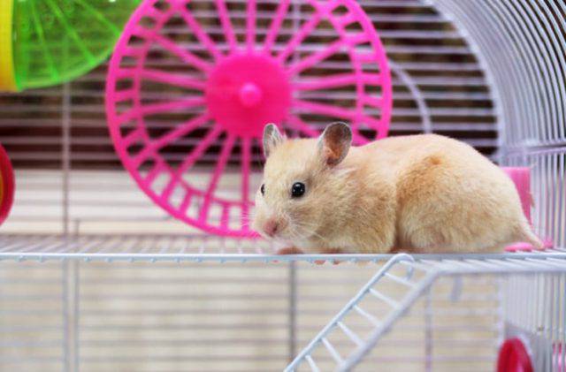 Criceto Roborovski: caratteristiche, riproduzione, habitat e alimentazione