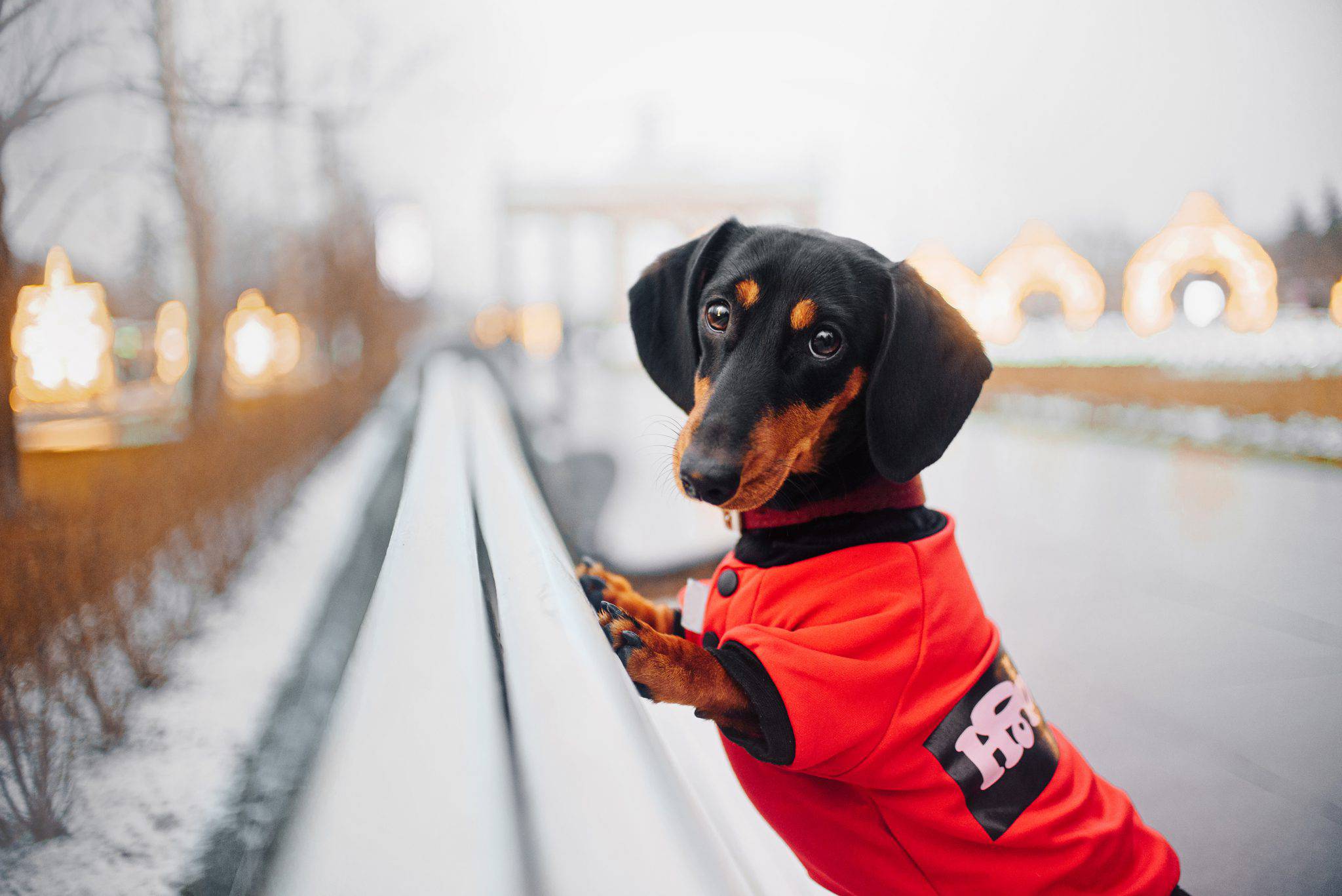 Bassotto scheda razza cane tedesco basso e lungo