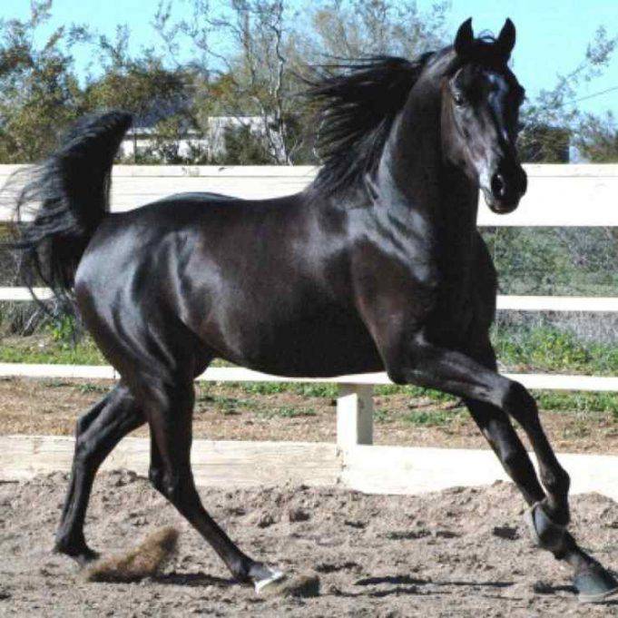 Cavalli protagonisti nei film: dal cavallo di Zorro, Hidalgo a War Horse