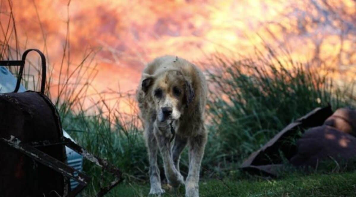 Bambino di soli 5 anni salva il suo cane dall'incendio
