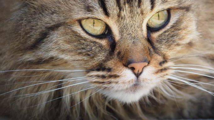 Caratteristiche del gatto: le origini e la diffusione nel mondo di ...