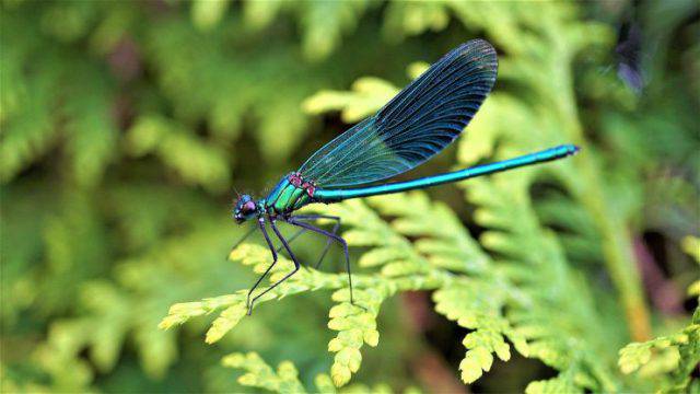 La libellula: caratteristiche, alimentazione, habitat e riproduzione