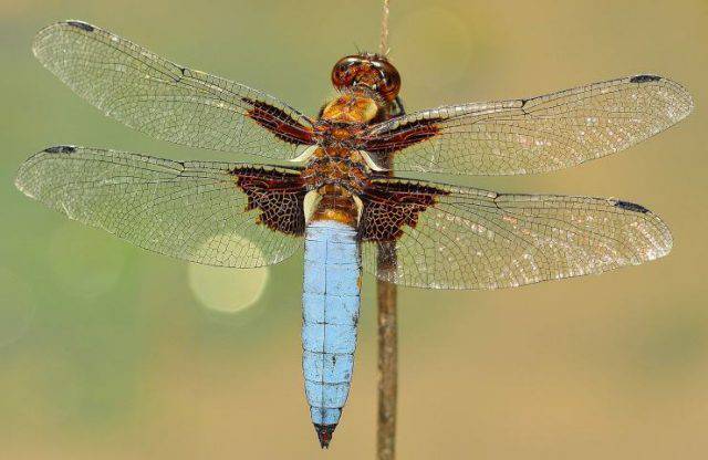 La libellula: caratteristiche, alimentazione, habitat e riproduzione