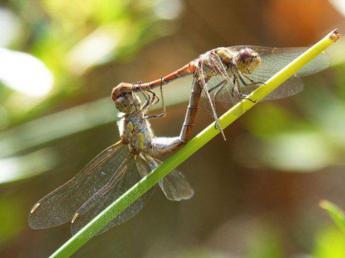 La libellula: caratteristiche, alimentazione, habitat e riproduzione