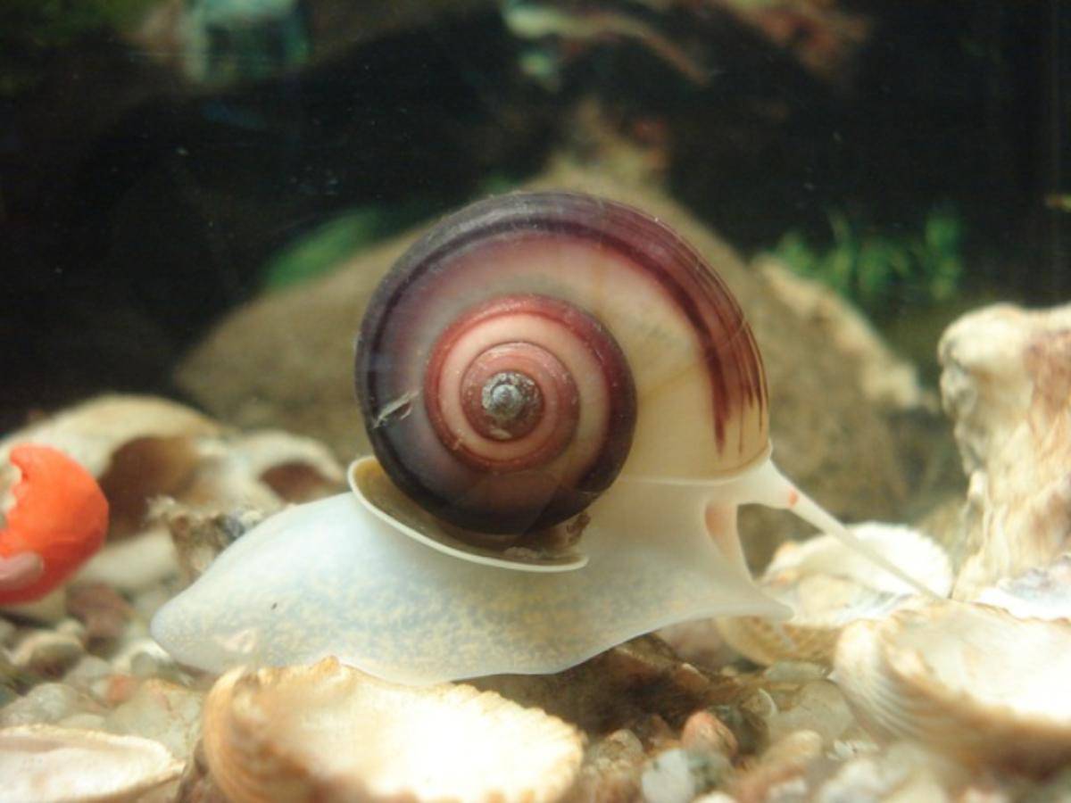 Le lumache nell'acquario: vantaggi e svantaggi della loro presenza
