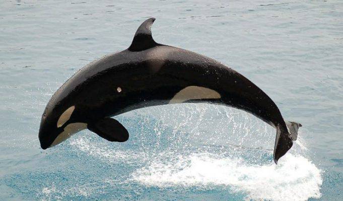 Orca: cosa mangia, dove vive, caratteristiche e curiosità