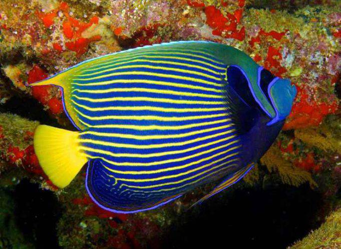 Pesce angelo imperatore: il sogno di tutti gli acquariofili
