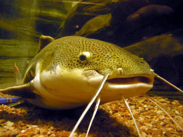 Il pesce gatto: tutto quello che c’è da sapere, curiosità poco note