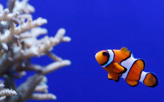 Pesce pagliaccio: curiosità e fatti poco noti sul pesce “Nemo”