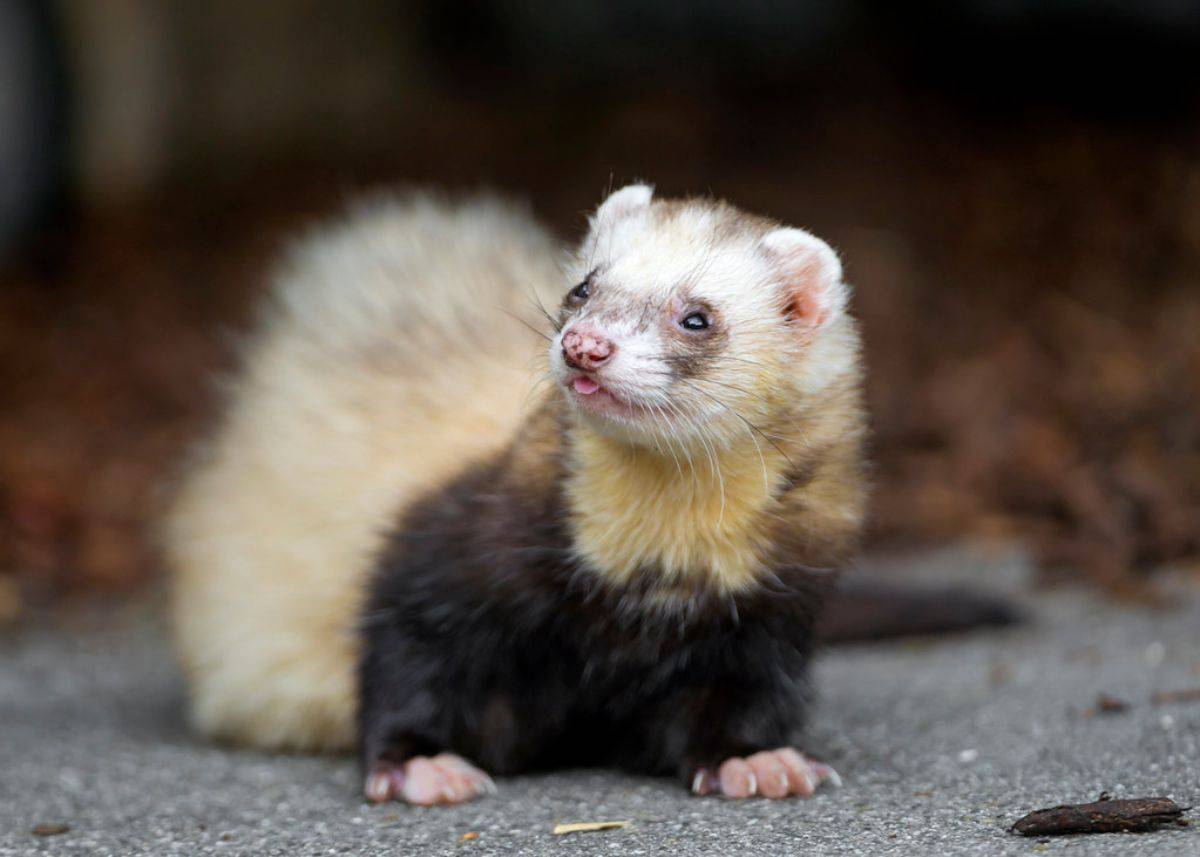 Il furetto può mangiare i dolci? Tutto quello che c’è da sapere