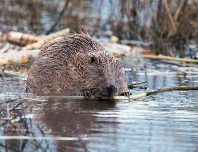 Il castoro: curiosità e info su questo famoso animale costruttore