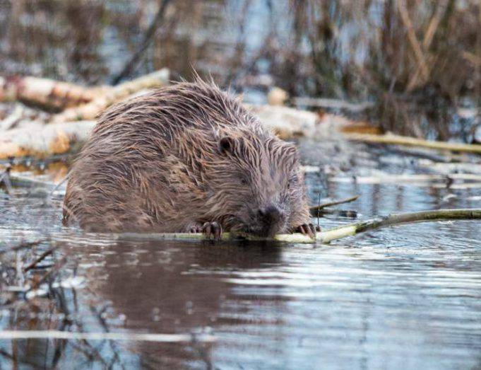 Il castoro: curiosità e info su questo famoso animale costruttore