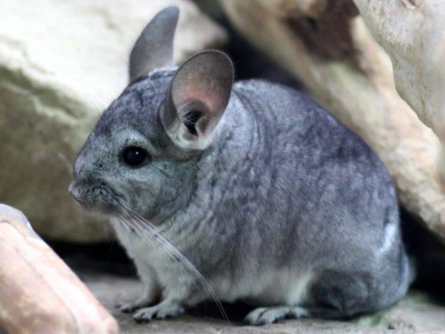 Quanto costa mantenere un cincillà: quali spese e costi considerare