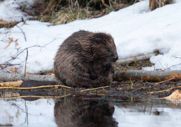 Il castoro: curiosità e info su questo famoso animale costruttore