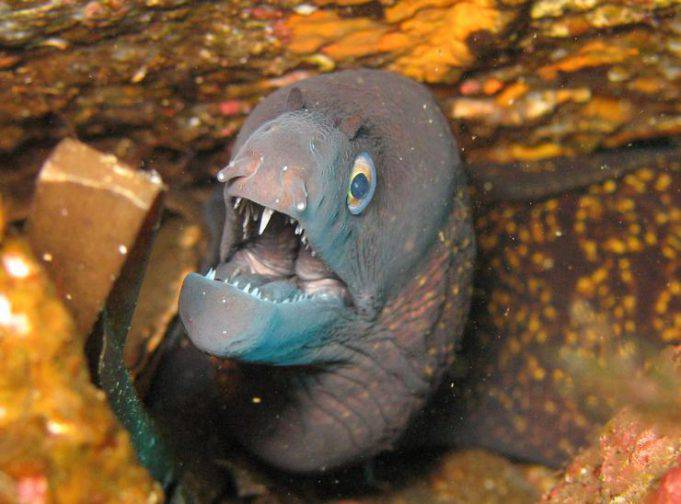 La murena è veramente così aggressiva? Info e curiosità poco note