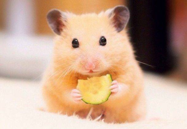 Il criceto può mangiare frutta? Benefici e rischi per i nostri amici ...