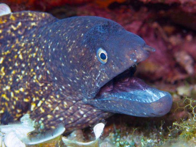 La murena è veramente così aggressiva? Info e curiosità poco note