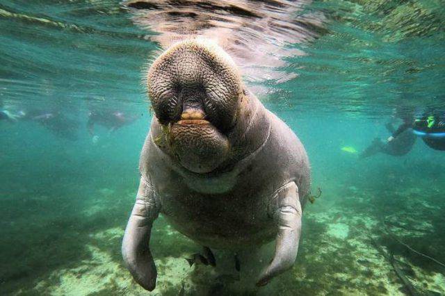 Curiosità sul lamantino: 14 motivi per cui è una creatura davvero adorabile