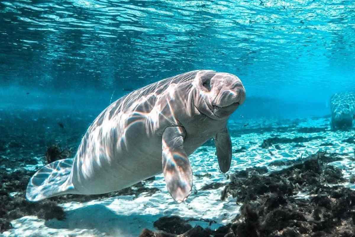 Curiosità sul lamantino: 14 motivi per cui è una creatura davvero adorabile