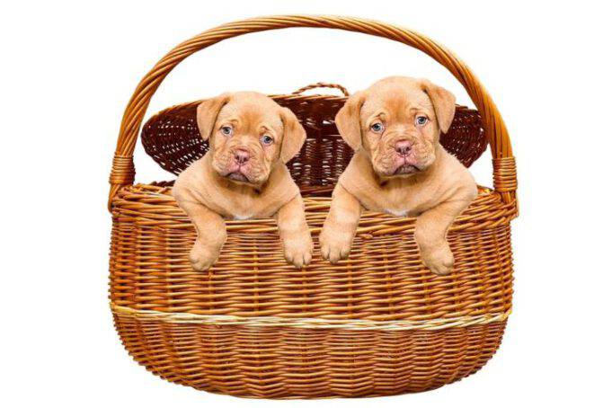 Alano: carattere, caratteristiche, aspetto, salute, prezzo e cuccioli