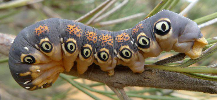 Gli insetti più belli del mondo: quando la natura crea opere d’arte