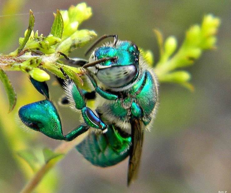 Gli insetti più belli del mondo: quando la natura crea opere d’arte