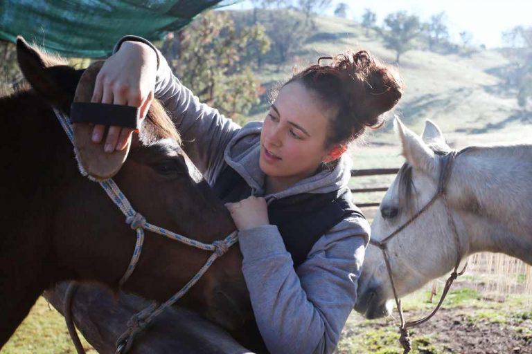 Caduta da cavallo, chi risarcisce? Cosa dice la legge