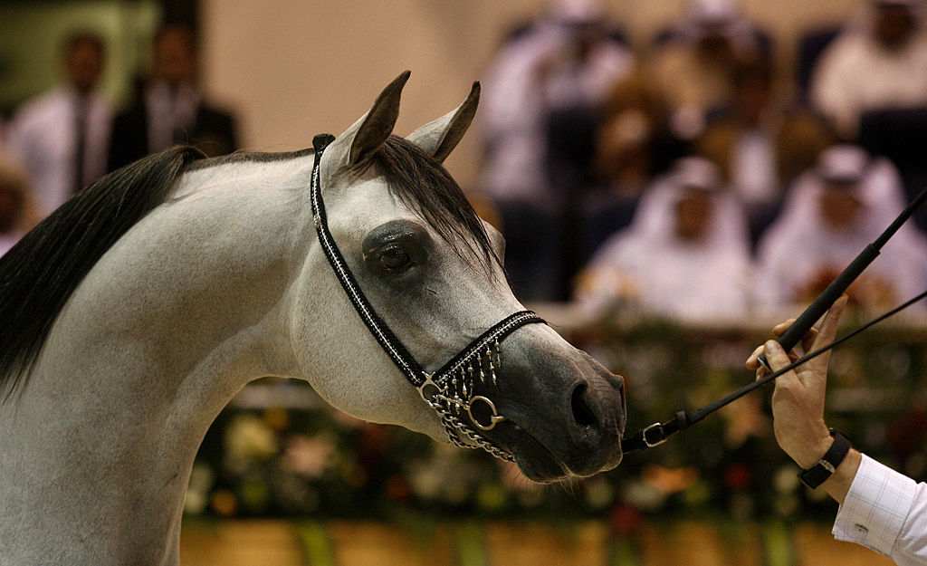 Cavallo arabo, tutte le razze: dal purosangue, all'anglo hispano o sardo