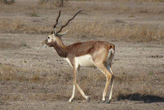 L'antilope: cosa mangia, dove vive, caratteristiche e curiosità