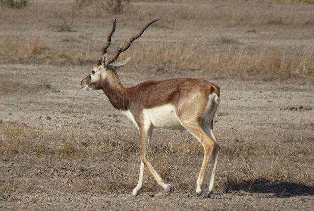 L'antilope: cosa mangia, dove vive, caratteristiche e curiosità