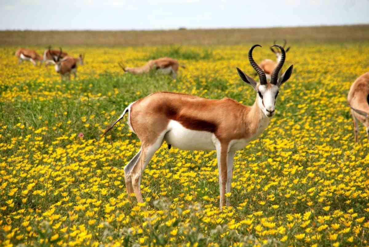 L'antilope: cosa mangia, dove vive, caratteristiche e curiosità