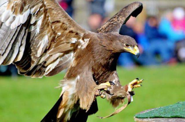 L'aquila: cosa mangia, dove vive, caratteristiche e curiosità