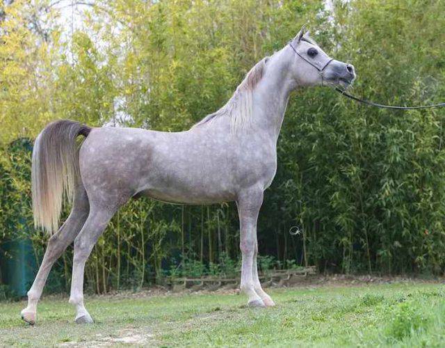 Cavallo arabo, tutte le razze: dal purosangue, all'anglo hispano o sardo