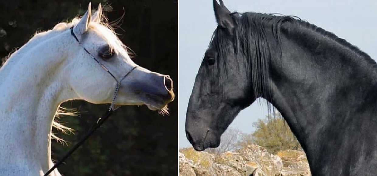 Il profilo del cavallo: montonino, concavo o rettilineo