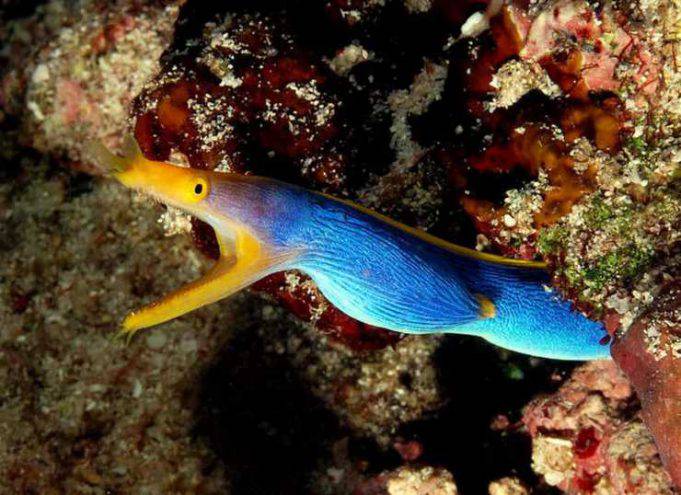 Murena (Muraenidae): cosa mangia, è velenosa, morso, caratteristiche