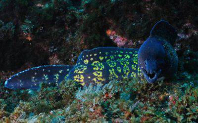 Murena (Muraenidae): cosa mangia, è velenosa, morso, caratteristiche