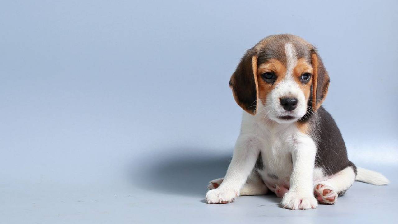 Beagle: caratteristiche, aspetto, carattere, salute, cure, prezzo, cuccioli