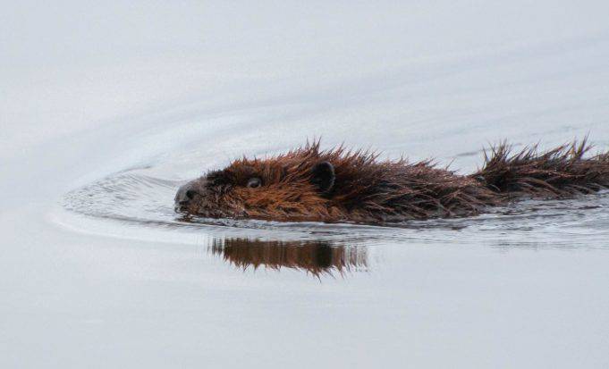 Il castoro: curiosità e info su questo famoso animale costruttore