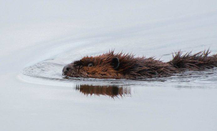 Il castoro: curiosità e info su questo famoso animale costruttore