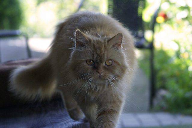 Gatto scappa dopo la cacca: la spiegazione alla stranezza felina