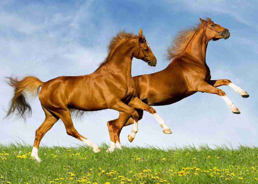 Segni distintivi del cavallo: le macchie sul muso e le balzane