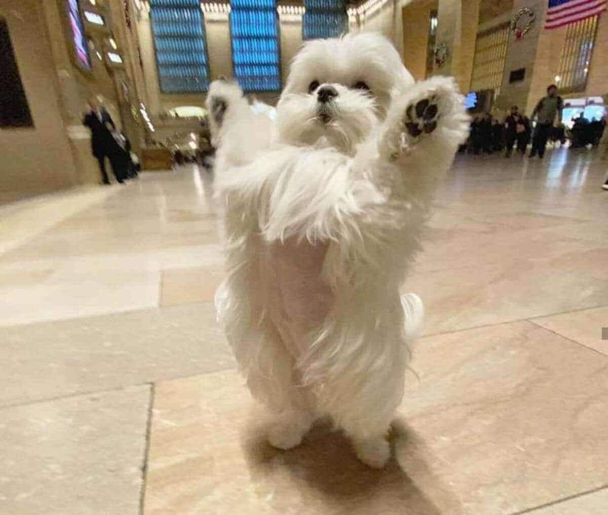 Coco il cane che porta gioia e fa sorridere i bambini negli ospedali