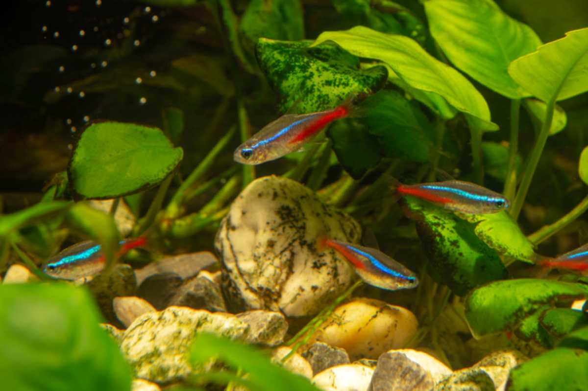 Come allevare il pesce neon: caratteristiche e cure dell'acquario