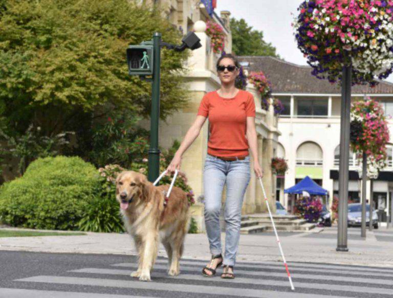 Cane guida per ciechi: tutti i vantaggi previsti dalla legge